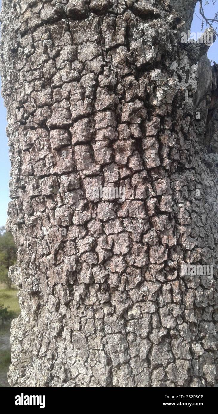 Common White Quebracho (Aspidosperma quebracho-blanco Stock Photo - Alamy