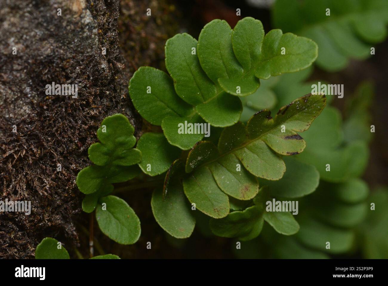 irregular polypody (Polypodium amorphum Stock Photo - Alamy