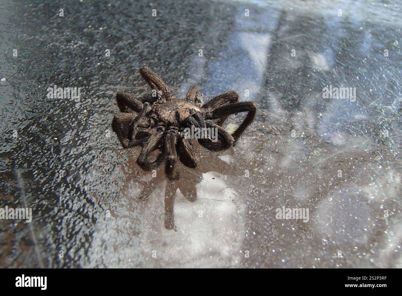 Brown Trapdoor Spiders (Arbanitis Stock Photo - Alamy