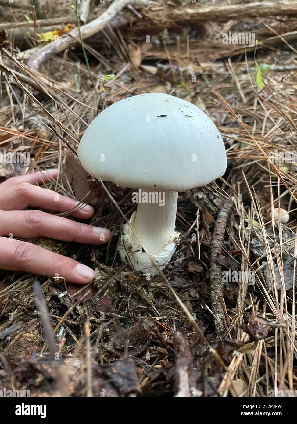 Eastern North American Destroying Angel (Amanita bisporigera Stock ...