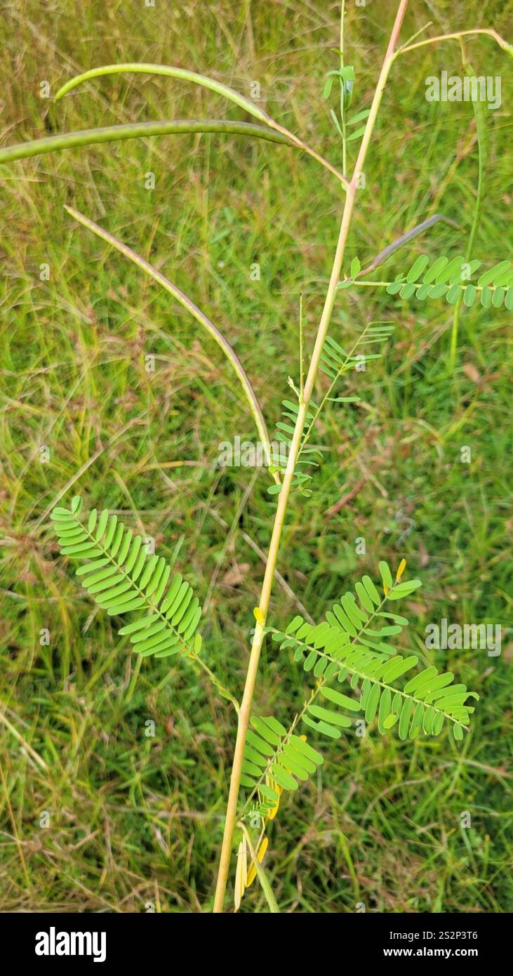 bigpod sesbania (Sesbania herbacea Stock Photo - Alamy