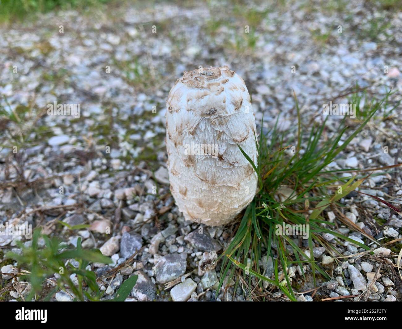 inky caps (Coprinus Stock Photo - Alamy