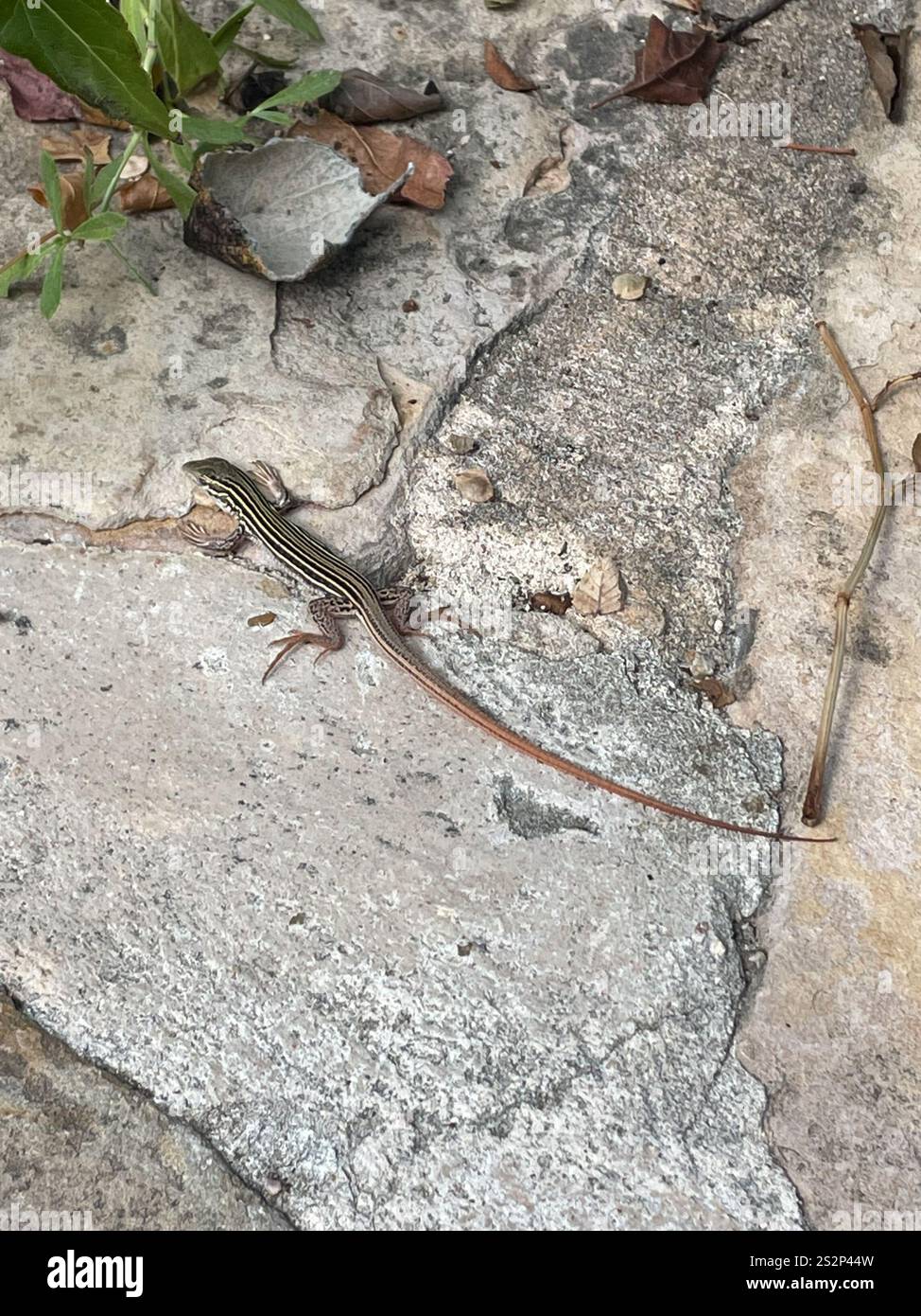 Common Spotted Whiptail (Aspidoscelis gularis Stock Photo - Alamy