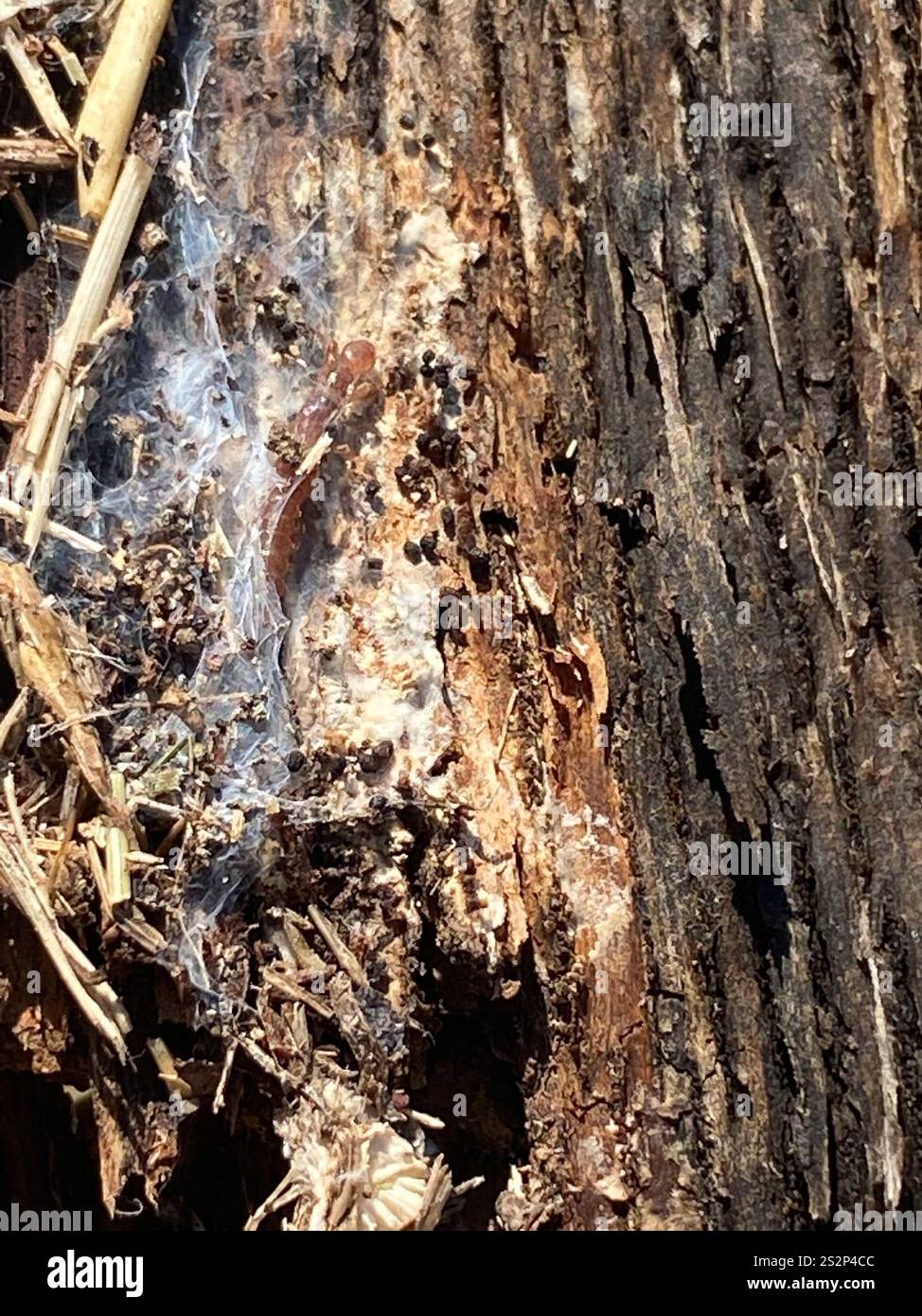 Black Webspinner (Oligotoma nigra Stock Photo - Alamy