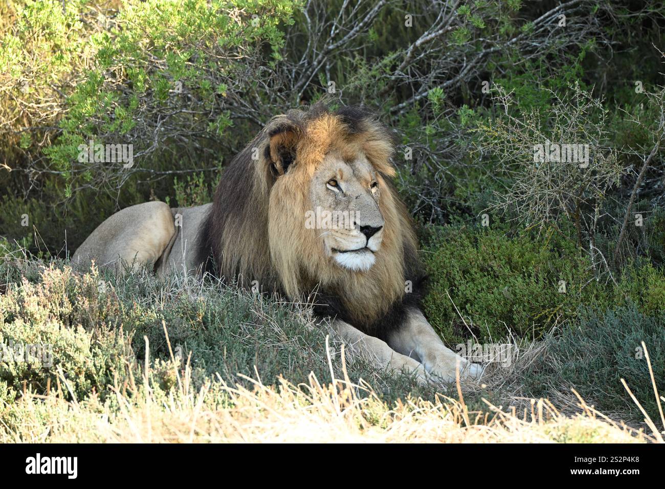 African Lion resting in the jungle Stock Photo - Alamy