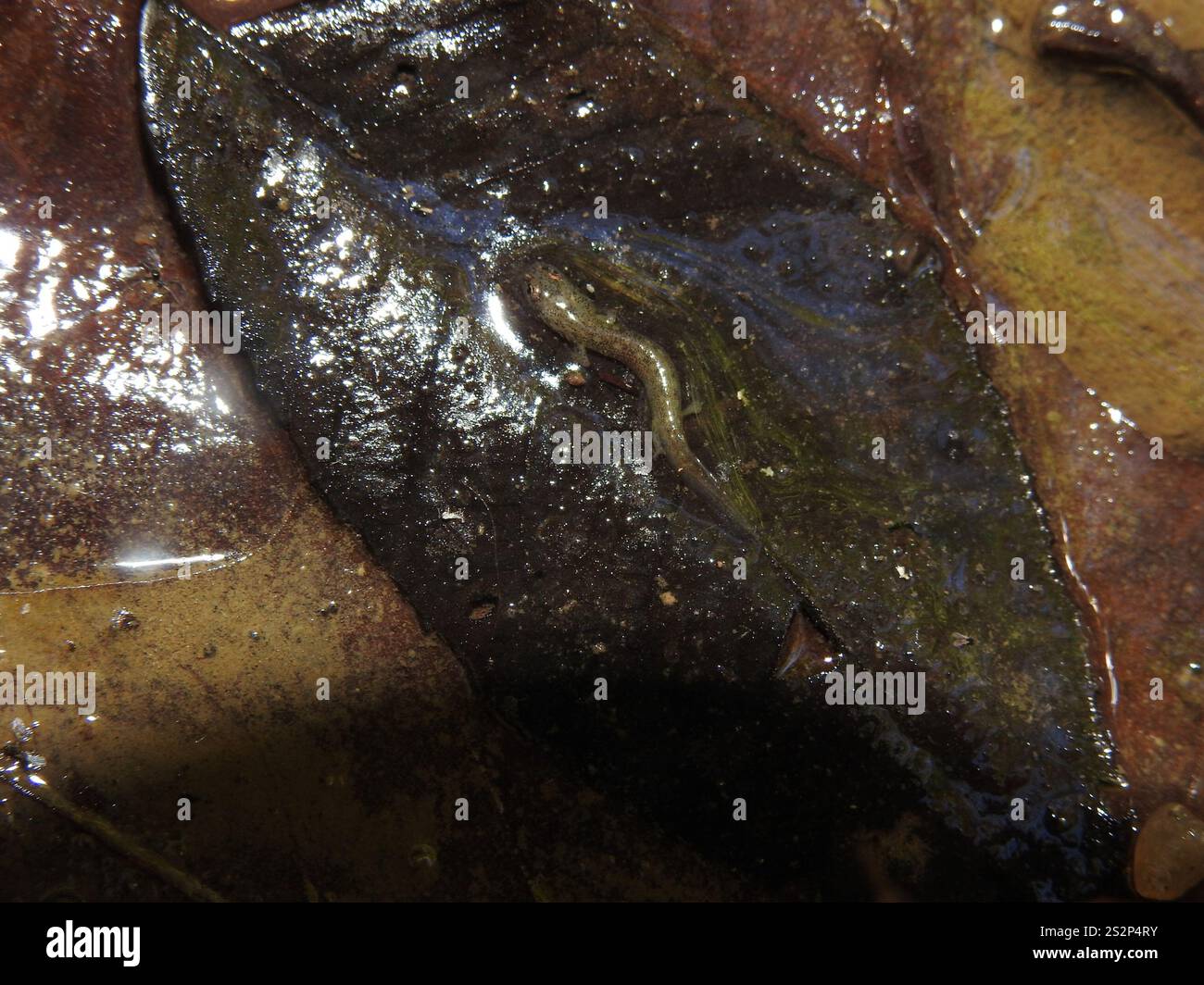 Lungless Salamanders (Plethodontidae Stock Photo - Alamy