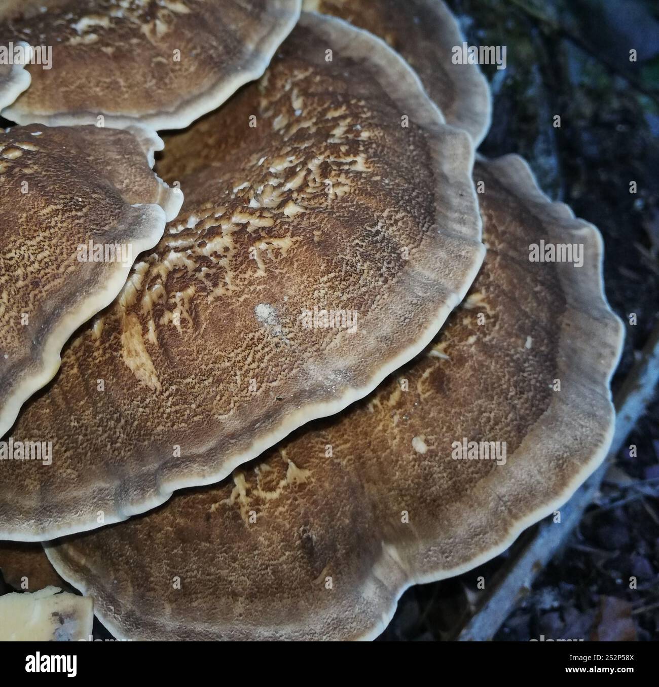 Giant Polypore (Meripilus giganteus Stock Photo - Alamy