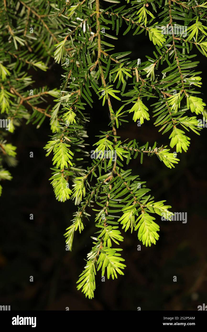 Chinese hemlock (Tsuga chinensis Stock Photo - Alamy
