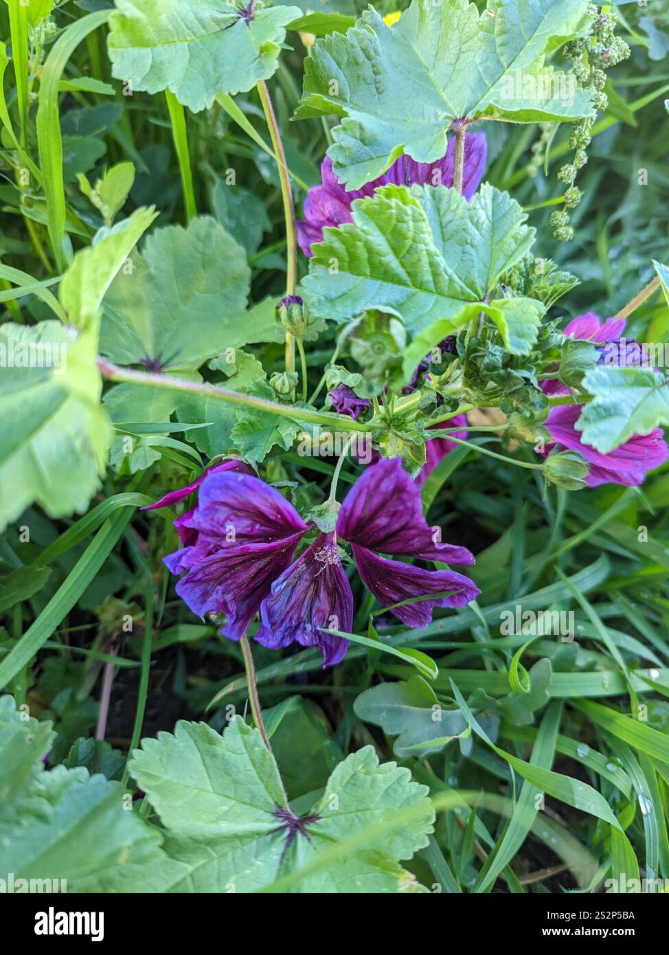 Common Mallow (Malva sylvestris Stock Photo - Alamy
