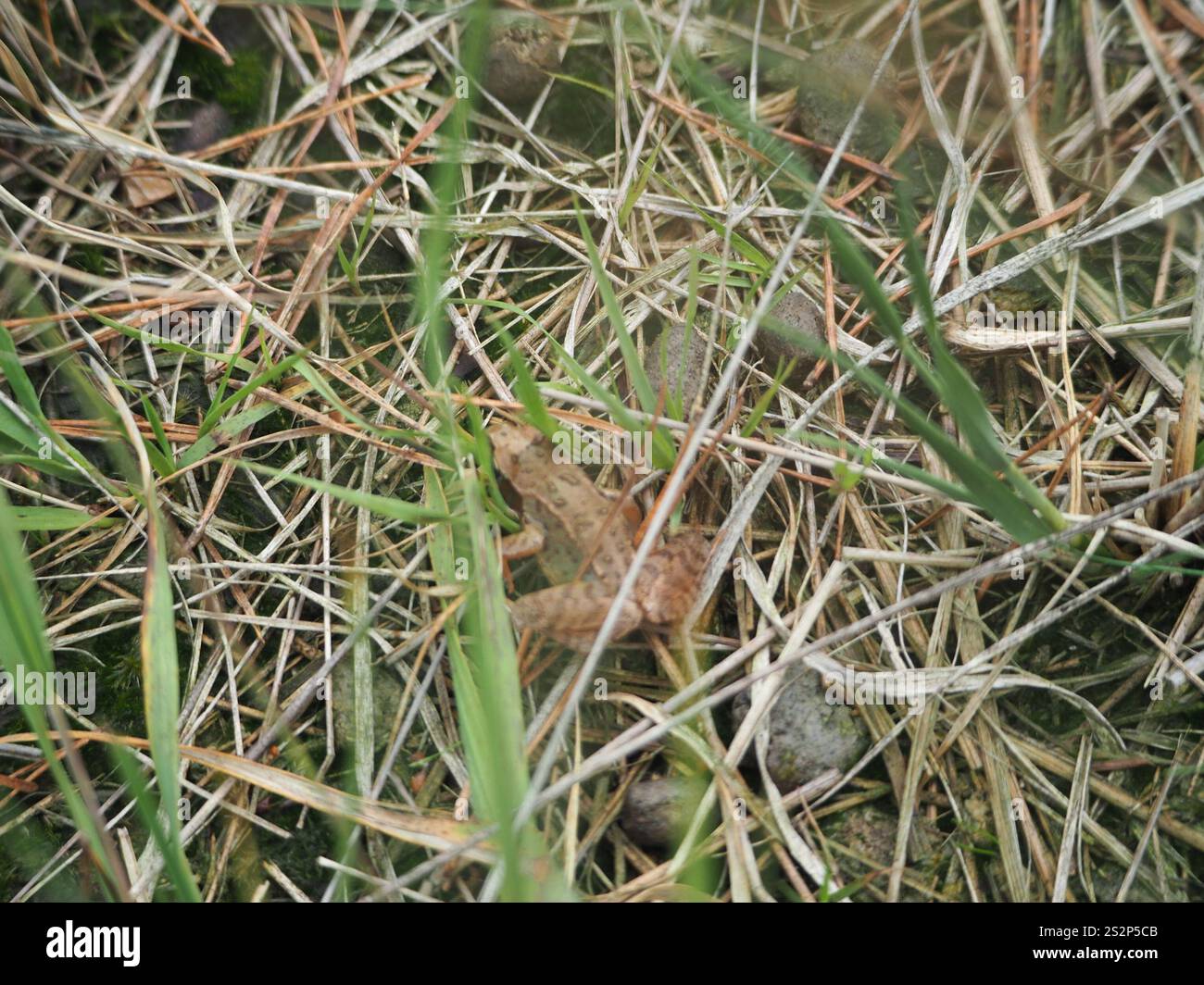 Pond Frogs (Rana Stock Photo - Alamy