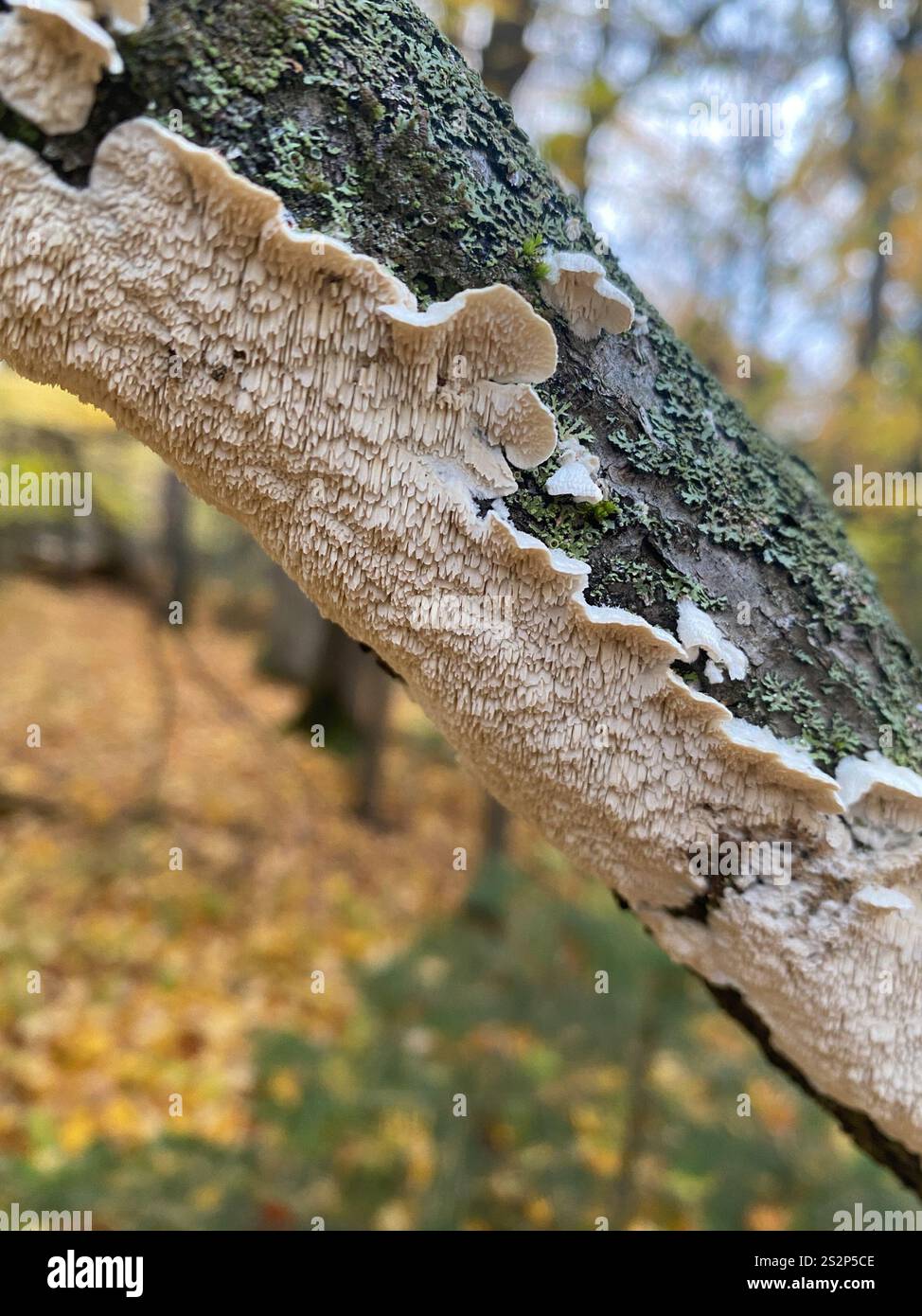 Milk-white Toothed Polypore (Irpex lacteus Stock Photo - Alamy