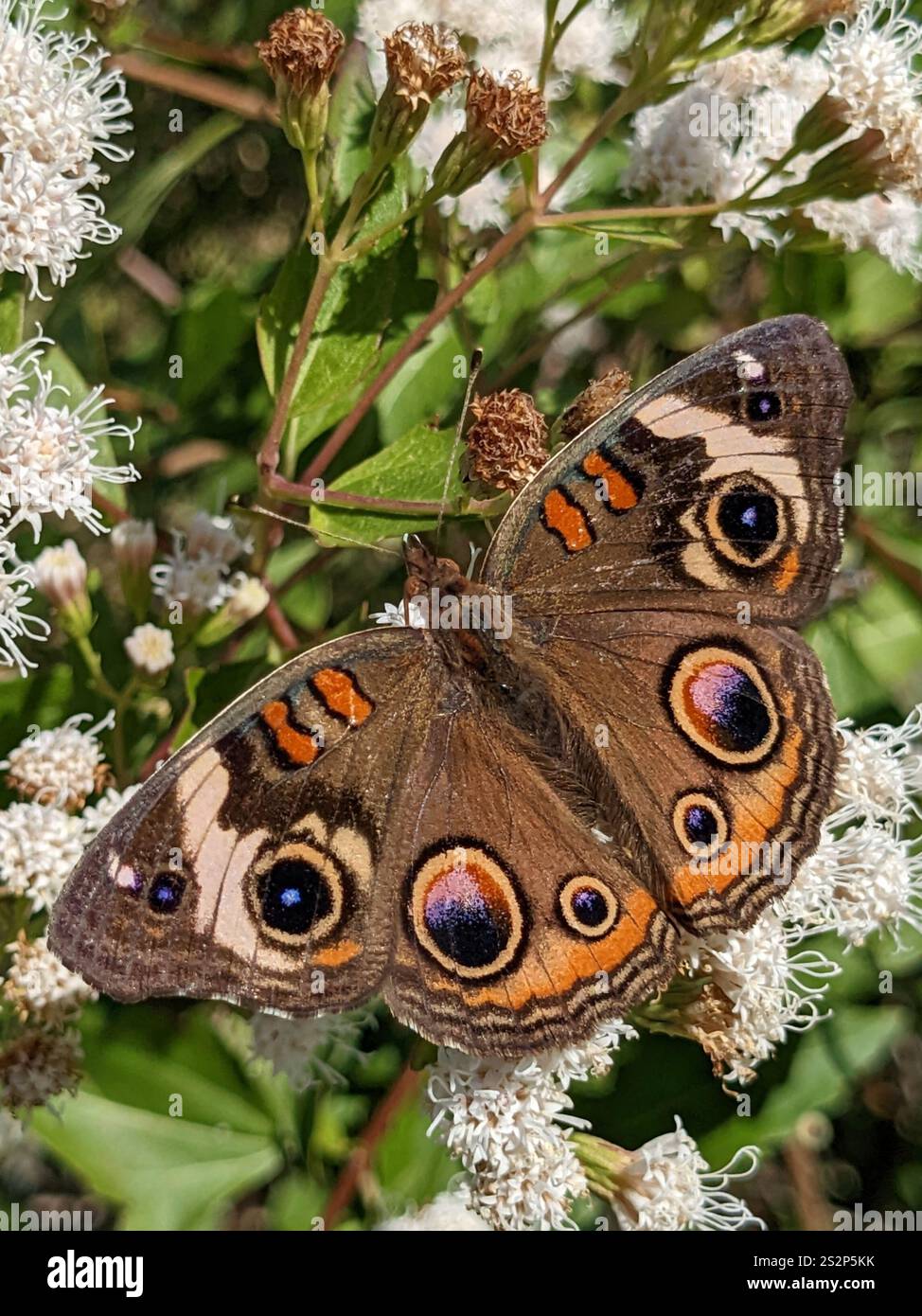 Common Buckeye (Junonia coenia Stock Photo - Alamy