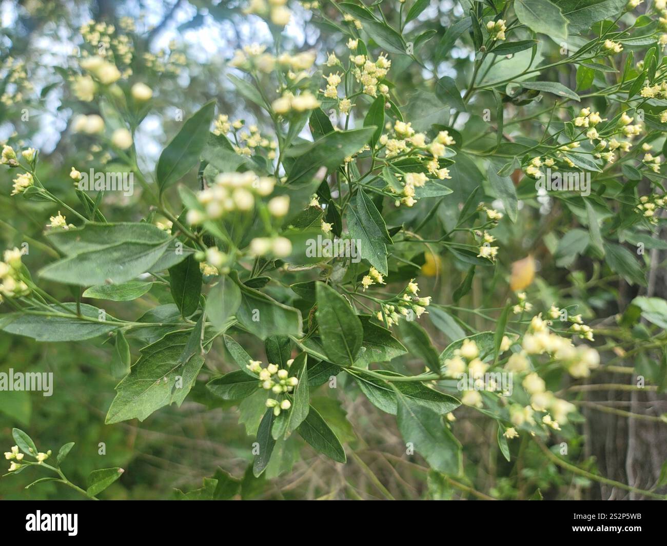 groundsel tree (Baccharis halimifolia Stock Photo - Alamy