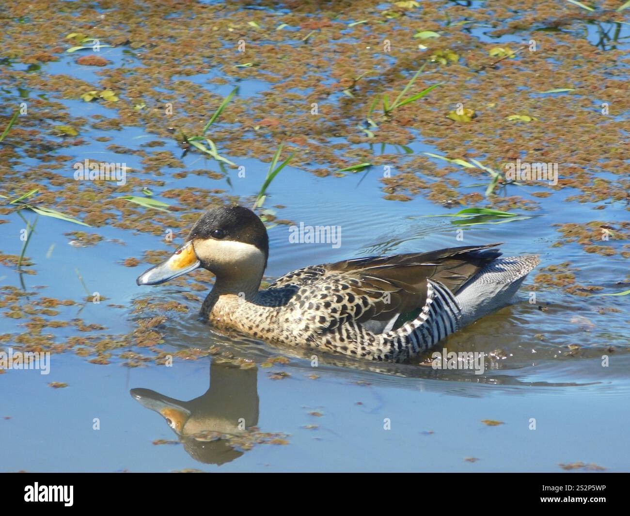 Silver Teal (Spatula versicolor Stock Photo - Alamy