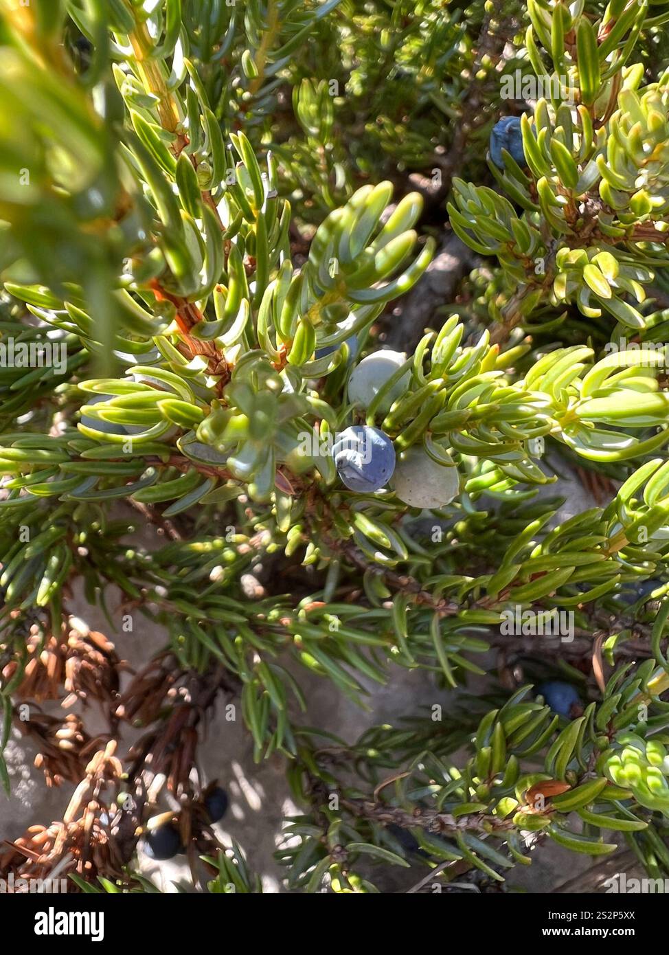 mountain juniper (Juniperus communis saxatilis Stock Photo - Alamy