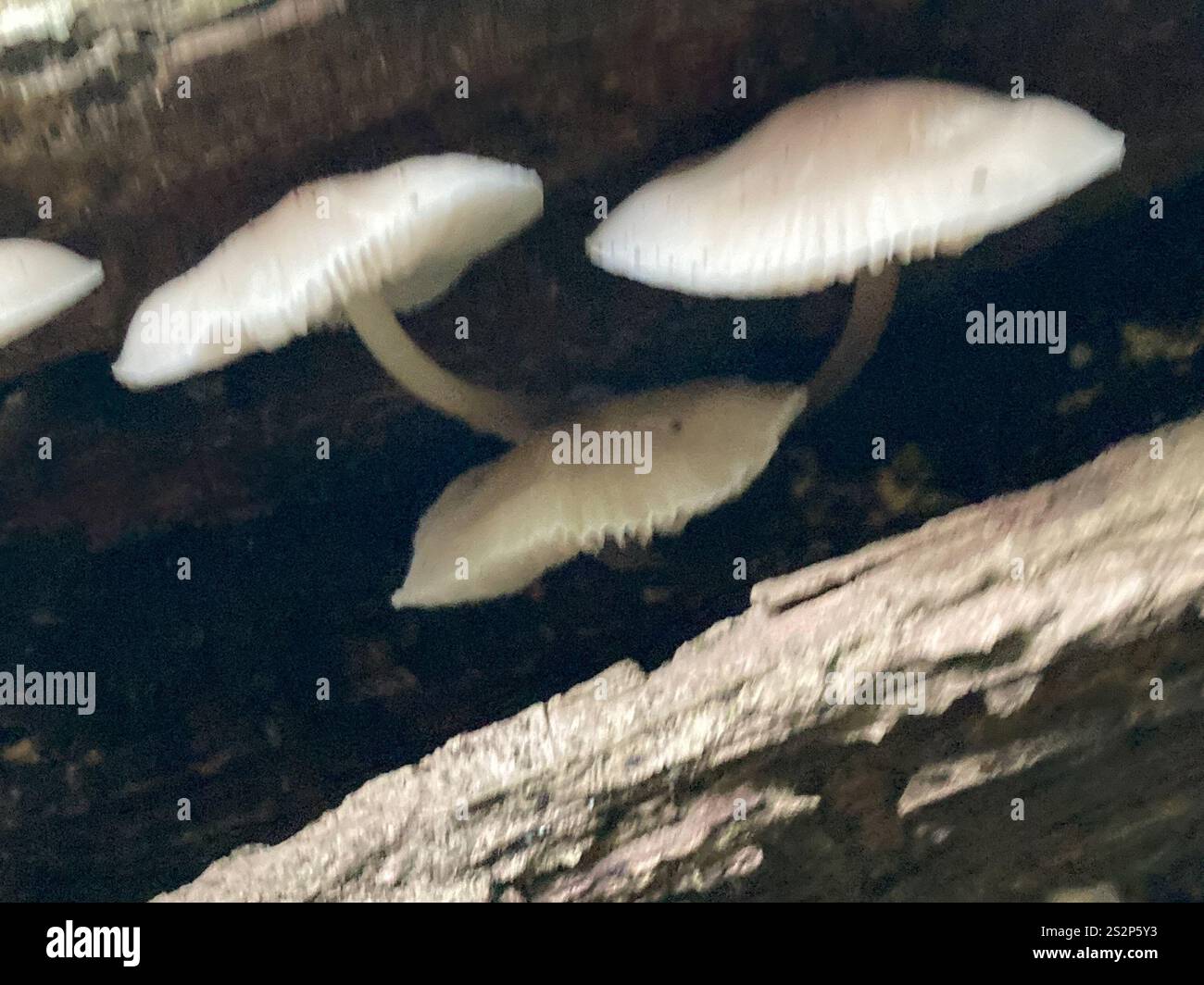 clustered bonnet (Mycena inclinata Stock Photo - Alamy