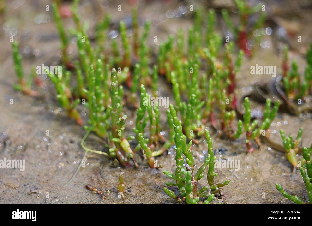 Common Glasswort (Salicornia europaea Stock Photo - Alamy