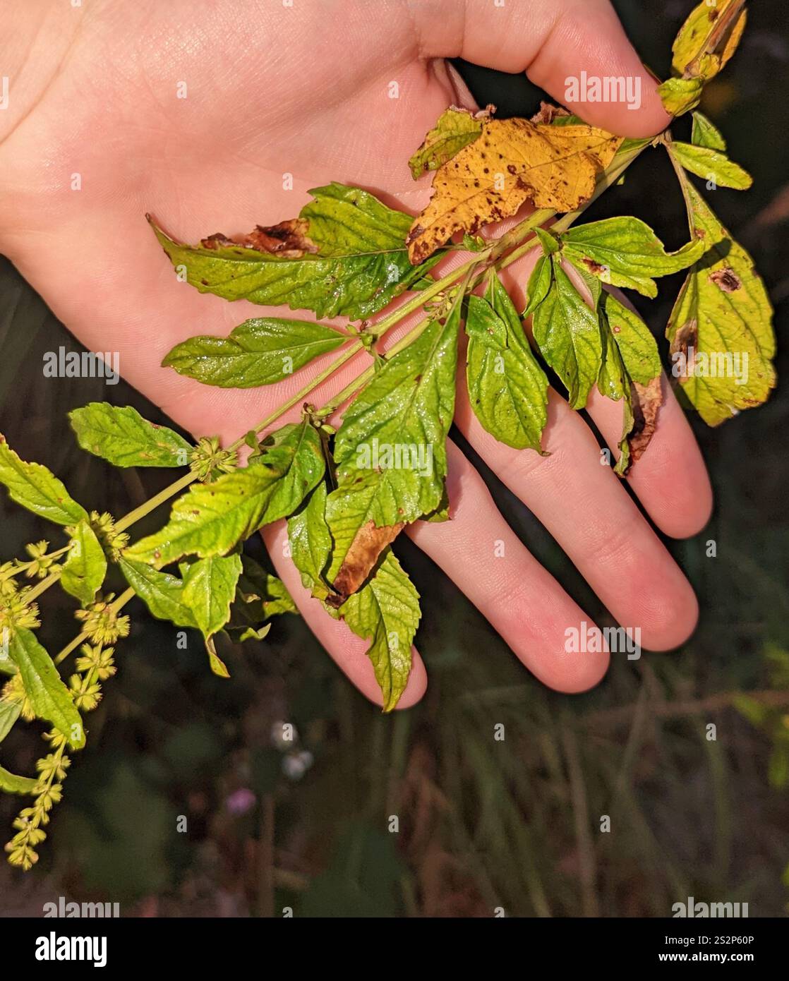 John Charles (Hyptis verticillata Stock Photo - Alamy