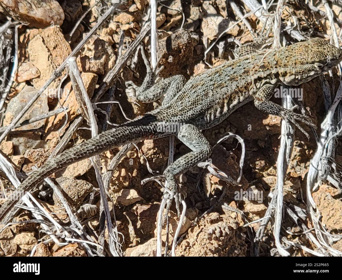 Common Side-blotched Lizard (Uta stansburiana Stock Photo - Alamy
