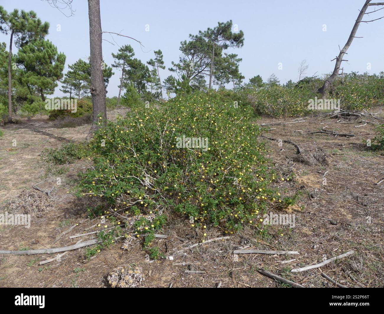 Yellow Bitter-apple (Solanum linnaeanum Stock Photo - Alamy