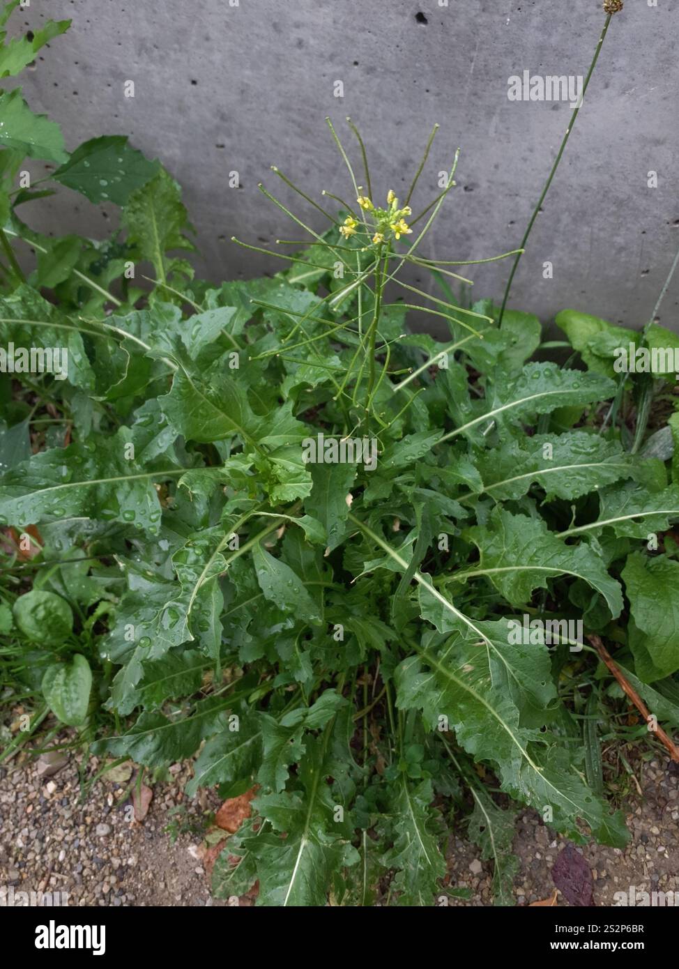 Sisymbrium irio hi-res stock photography and images - Alamy