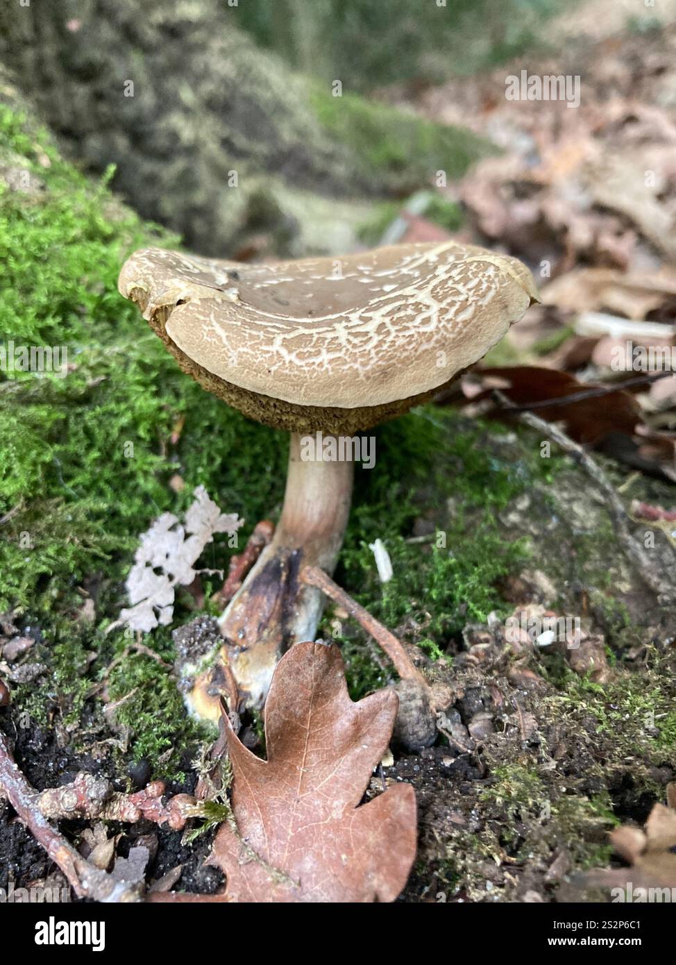 Red-cracking Bolete (Xerocomellus chrysenteron Stock Photo - Alamy
