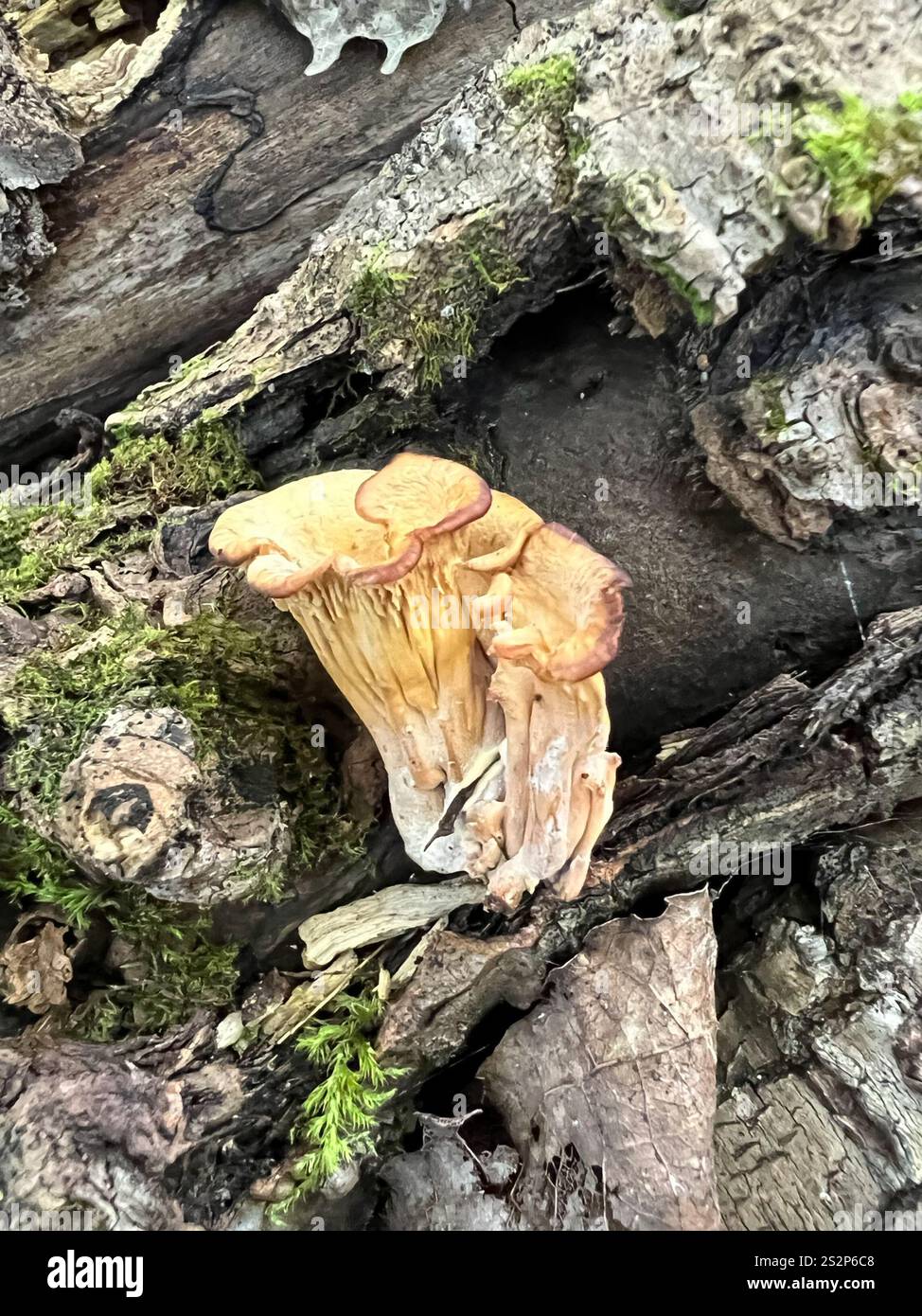 flame trumpet (Craterellus ignicolor Stock Photo - Alamy