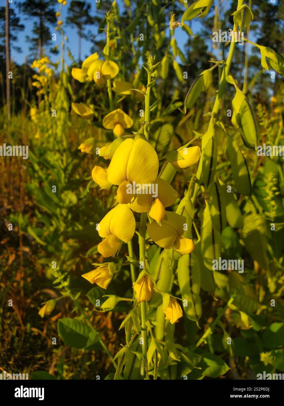 Showy Rattlebox (Crotalaria spectabilis Stock Photo - Alamy