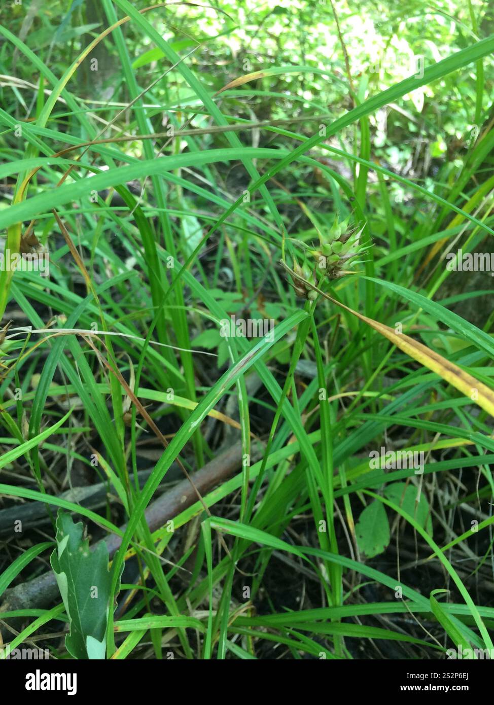 hop sedge (Carex lupulina Stock Photo - Alamy