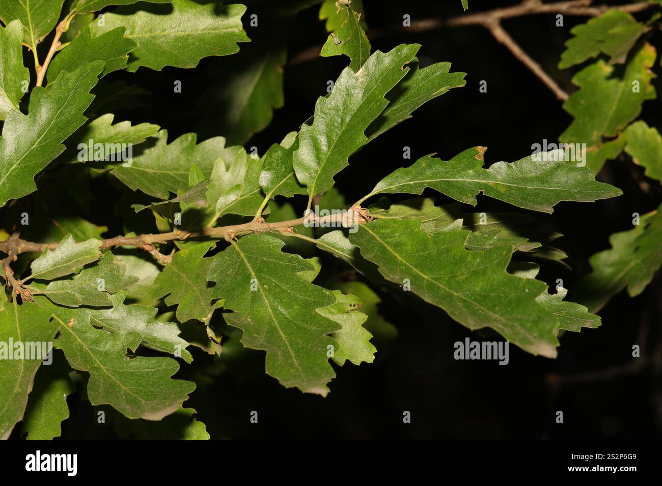 Turkey Oak (Quercus cerris Stock Photo - Alamy