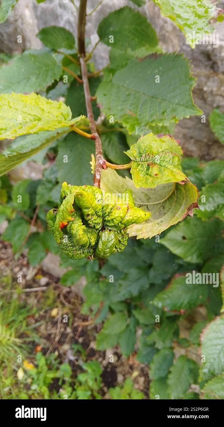 Woolly Aphids and Gall-making Aphids (Eriosomatinae Stock Photo - Alamy