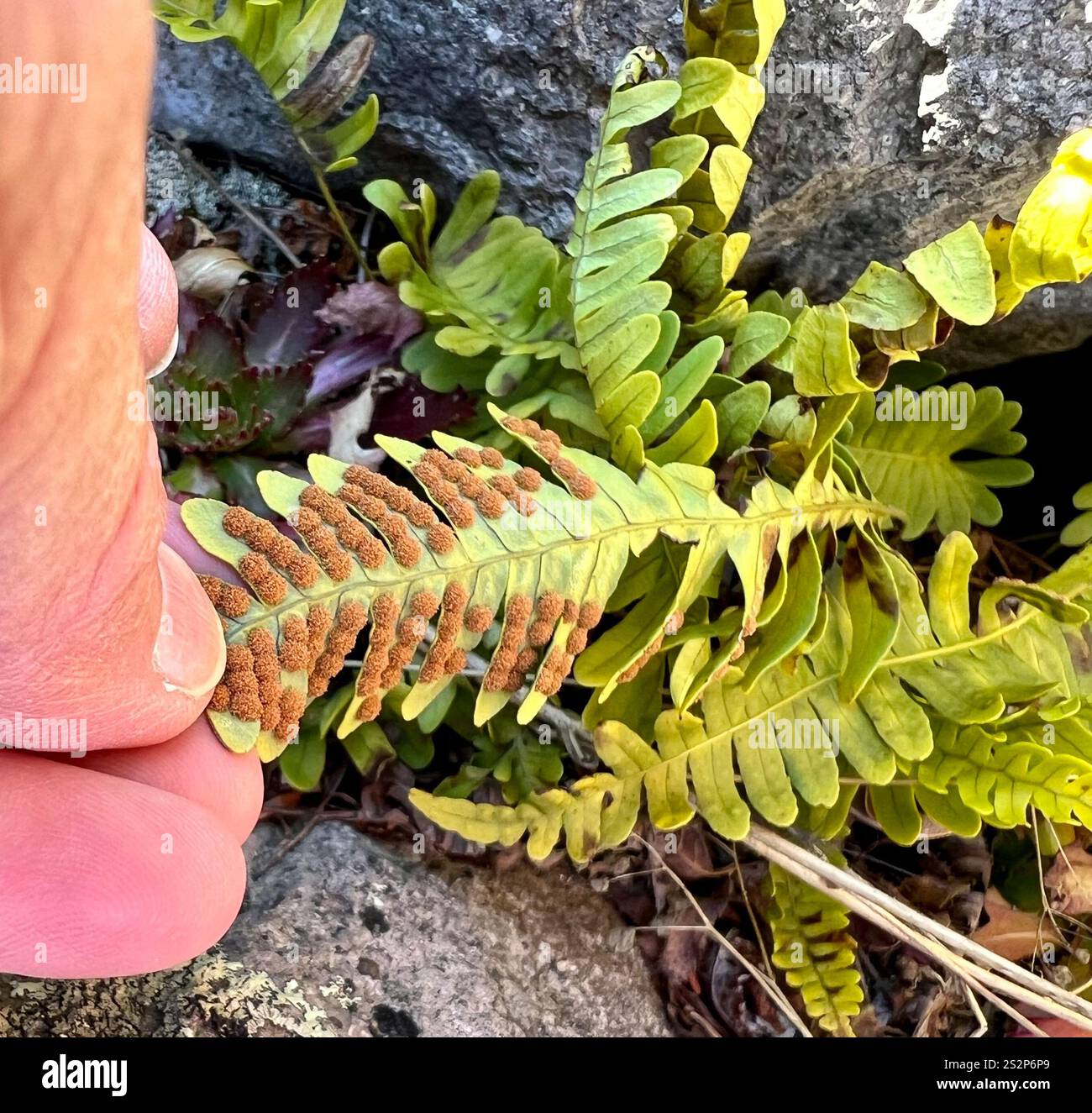 polypody ferns (Polypodium Stock Photo - Alamy