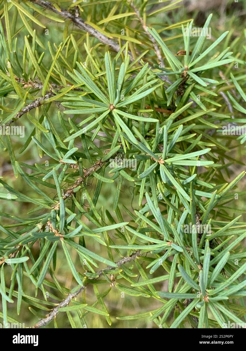 mountain hemlock (Tsuga mertensiana Stock Photo - Alamy