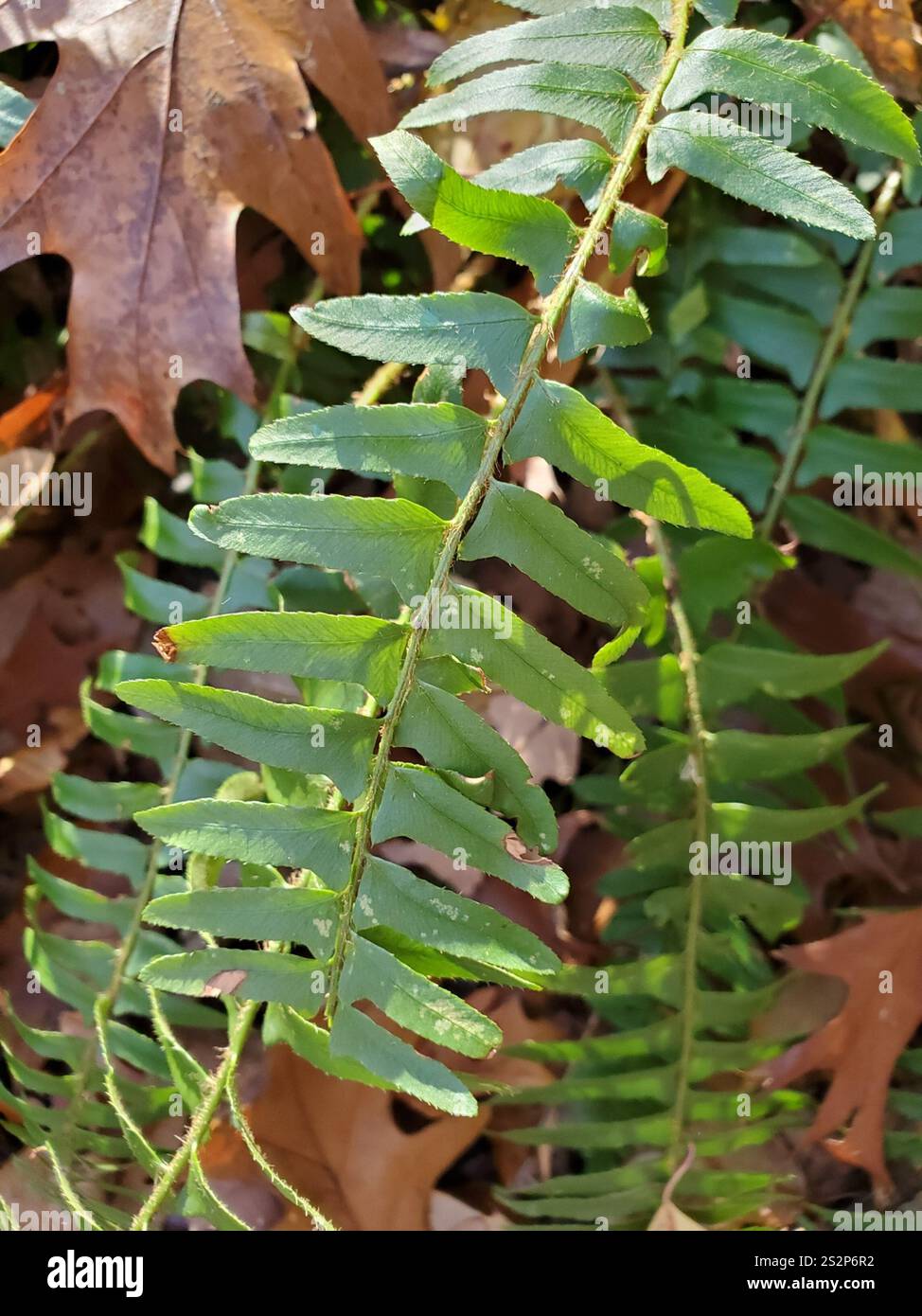 Christmas fern (Polystichum acrostichoides Stock Photo - Alamy