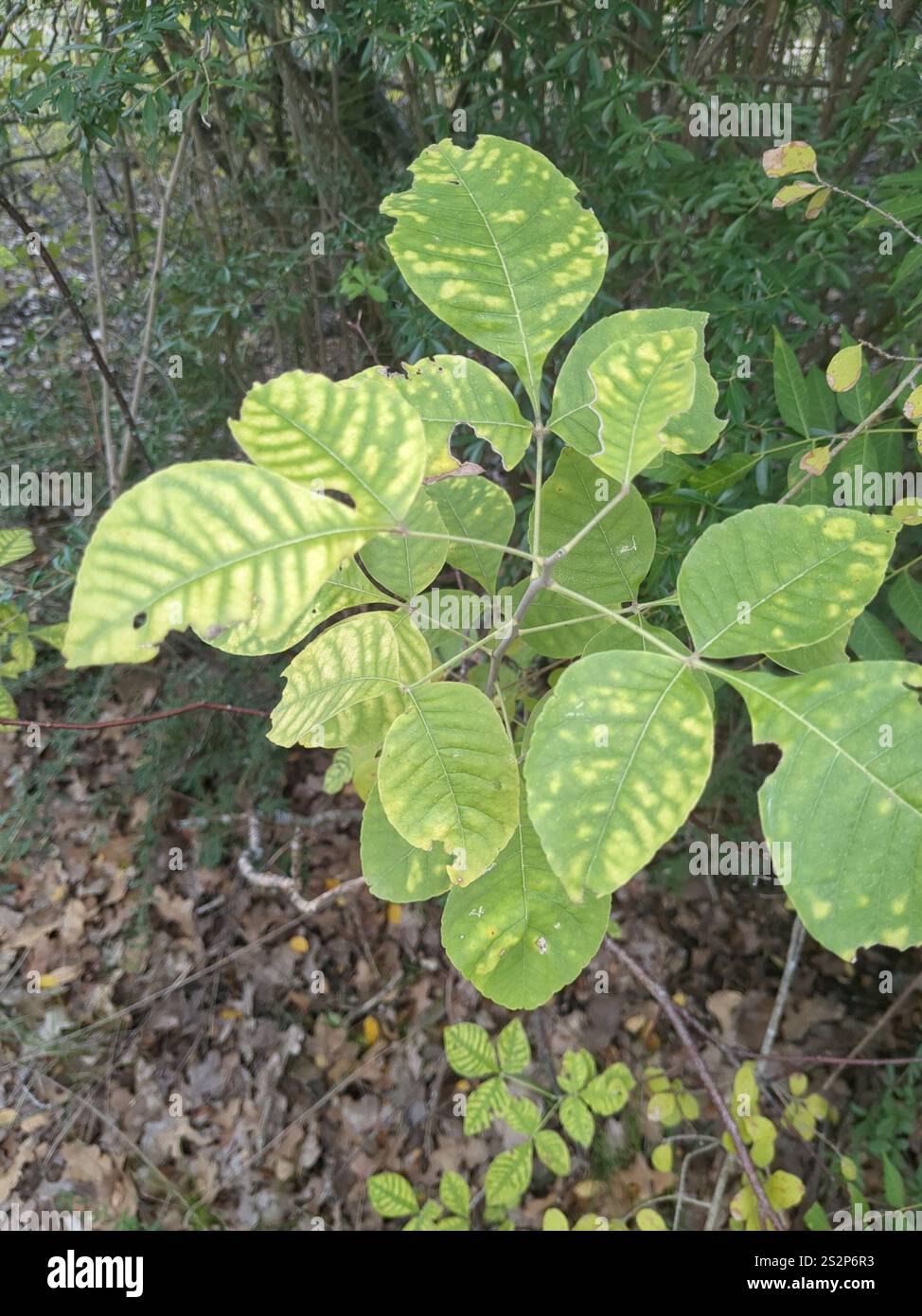 common hoptree (Ptelea trifoliata Stock Photo - Alamy