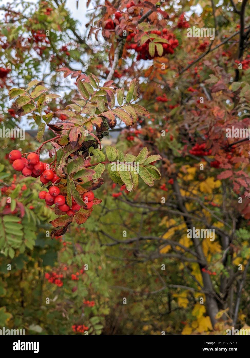 European mountain ash (Sorbus aucuparia Stock Photo - Alamy