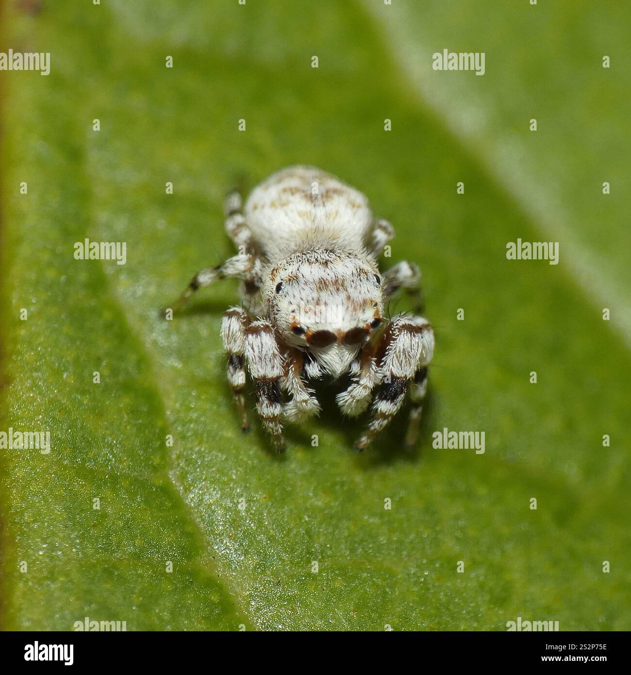 Jumping Spiders (Salticidae Stock Photo - Alamy