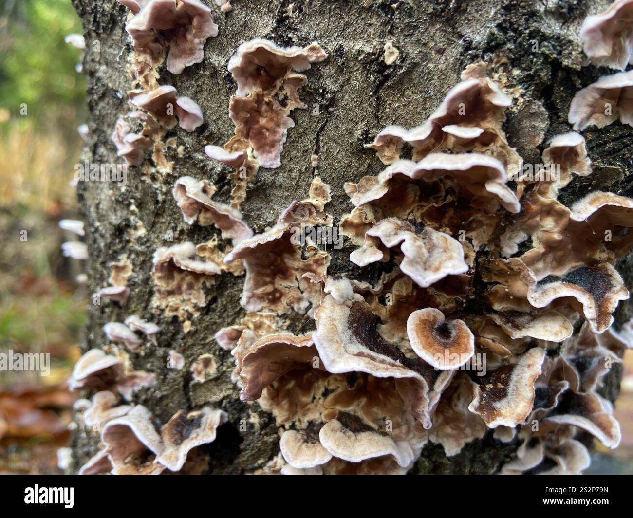 Silverleaf Fungus (Chondrostereum purpureum Stock Photo - Alamy