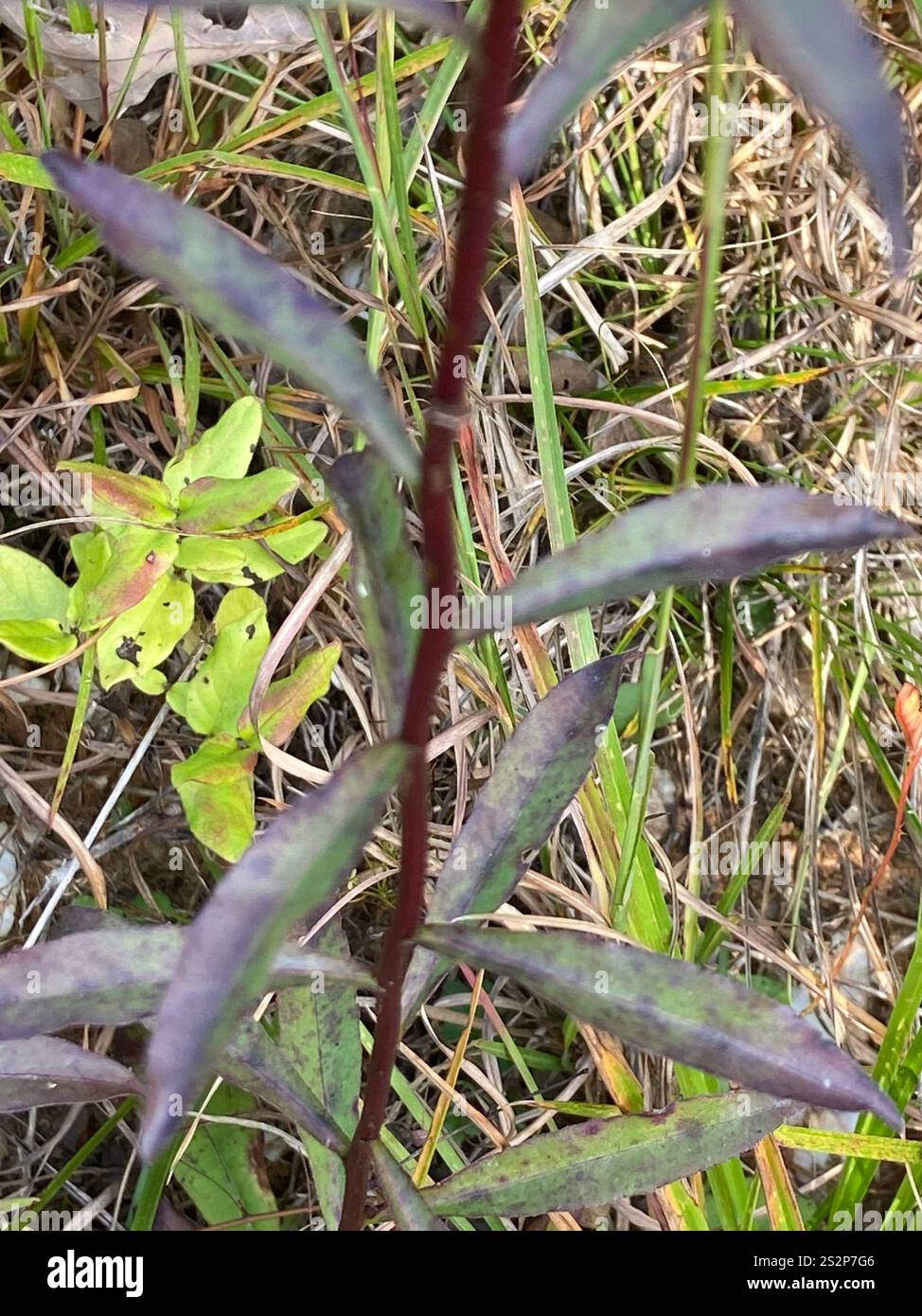 slender goldenrod (Solidago erecta Stock Photo - Alamy