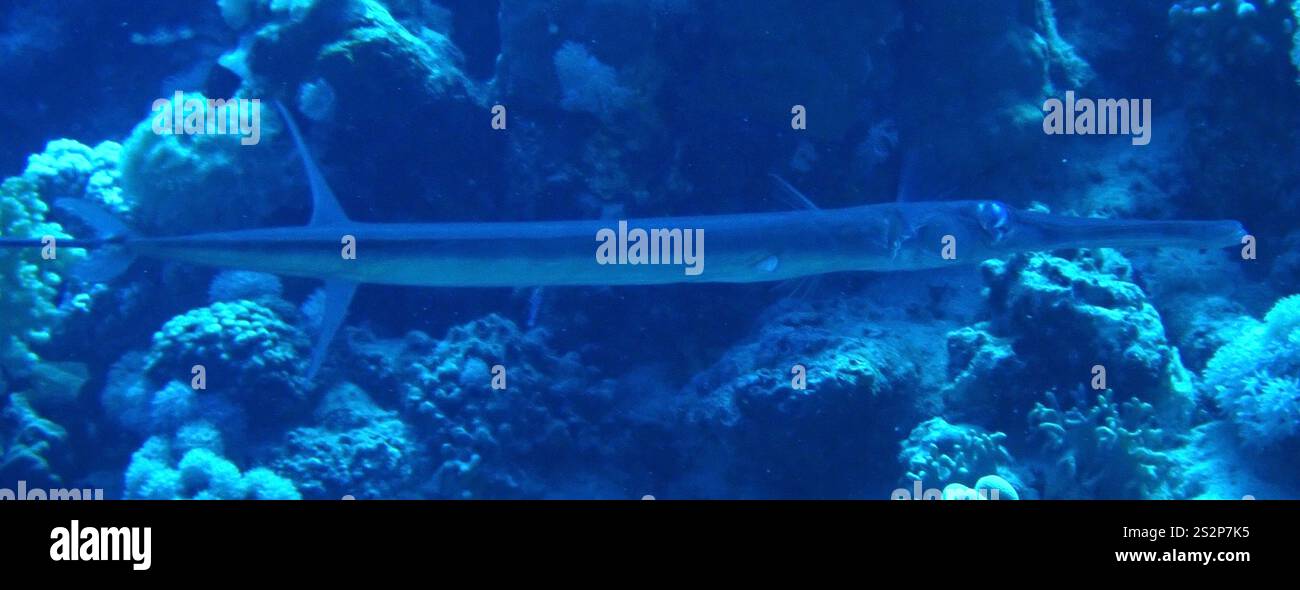 Blue-spotted Cornetfish (Fistularia commersonii Stock Photo - Alamy