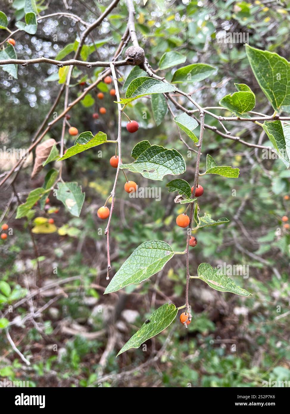 netleaf hackberry (Celtis reticulata Stock Photo - Alamy