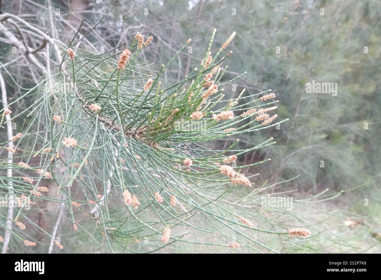 Drooping She-oak (Allocasuarina verticillata Stock Photo - Alamy
