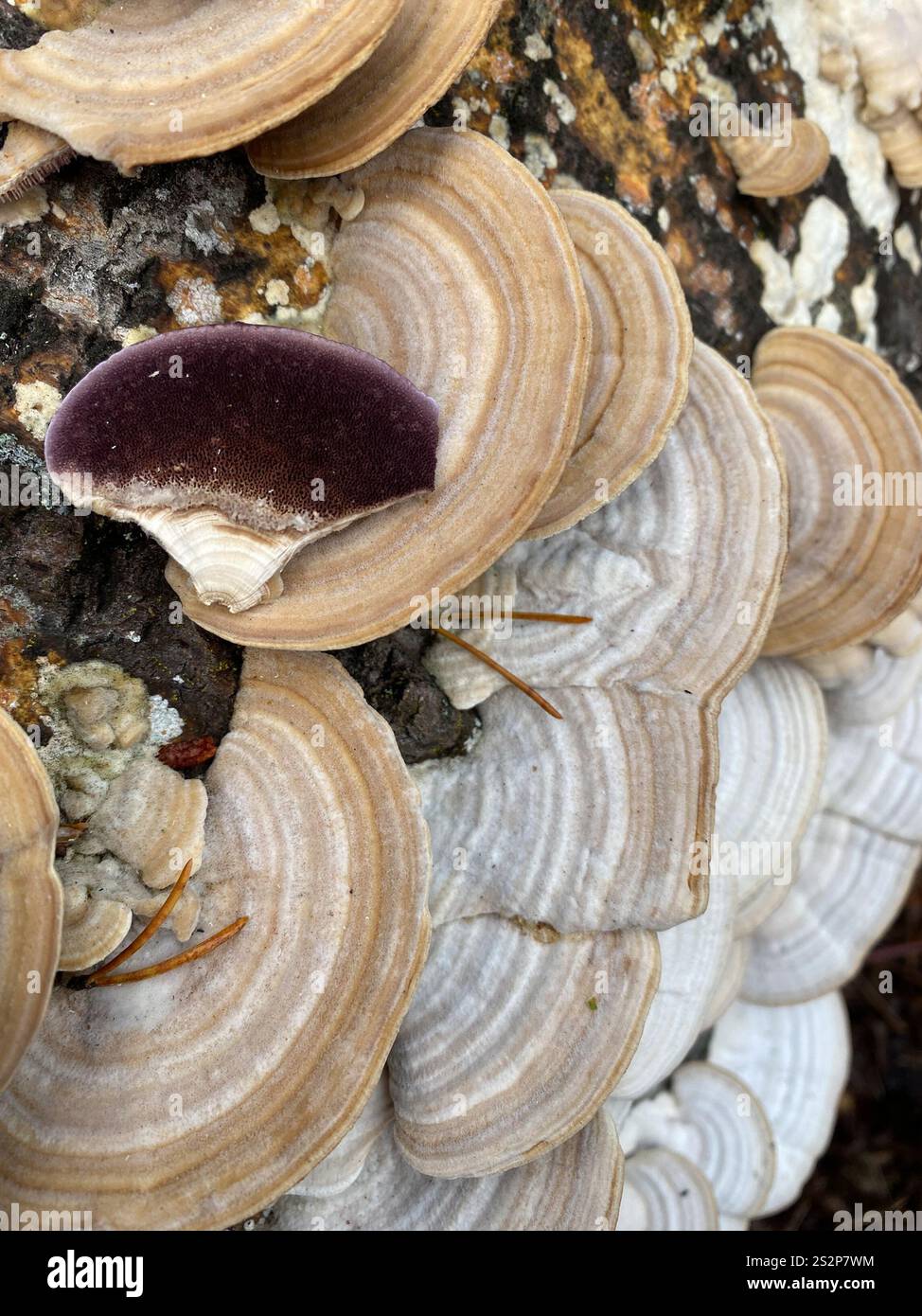 violet-toothed polypore (Trichaptum biforme Stock Photo - Alamy