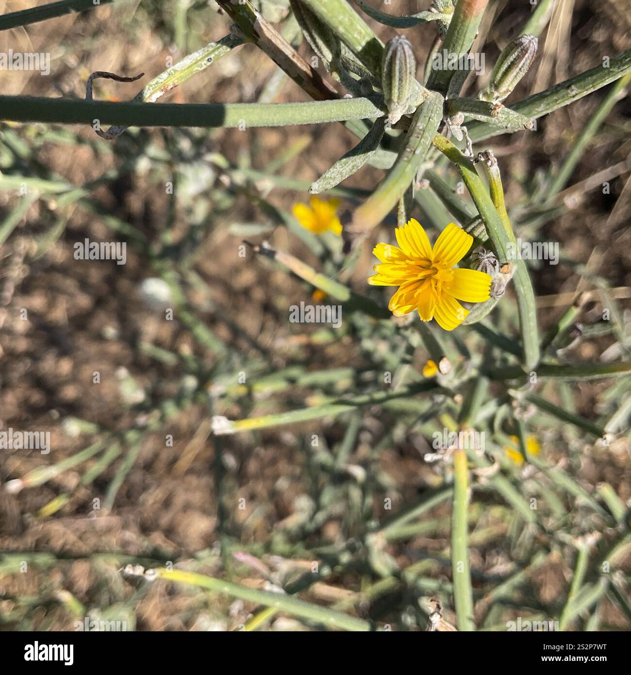 Rush Skeletonweed (Chondrilla juncea Stock Photo - Alamy