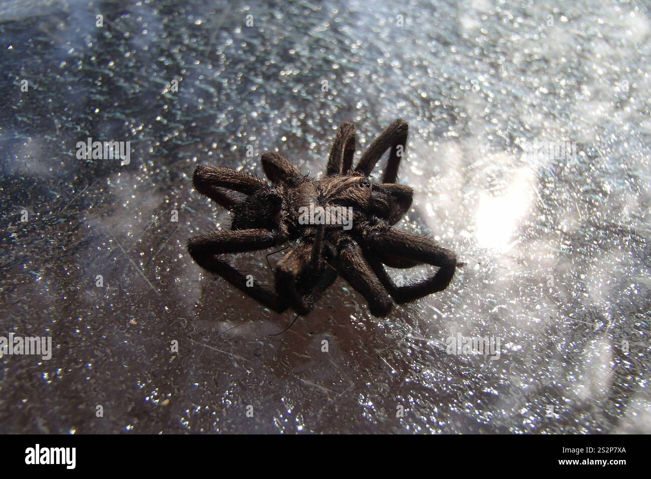 Brown Trapdoor Spiders (Arbanitis Stock Photo - Alamy