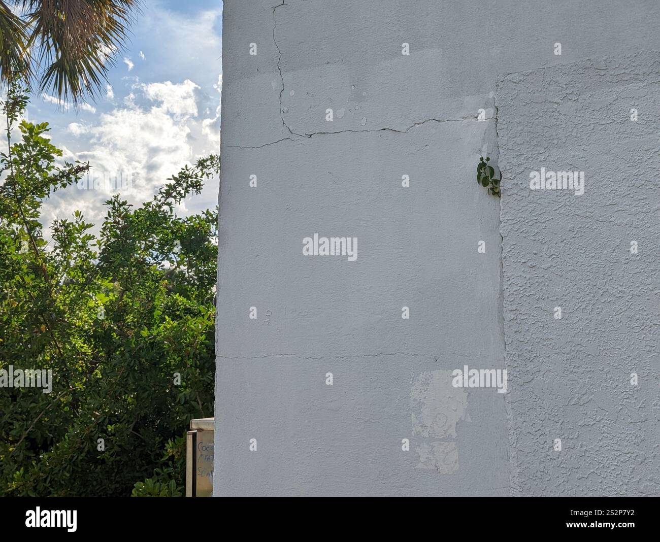 Field Copperleaf (Acalypha arvensis Stock Photo - Alamy