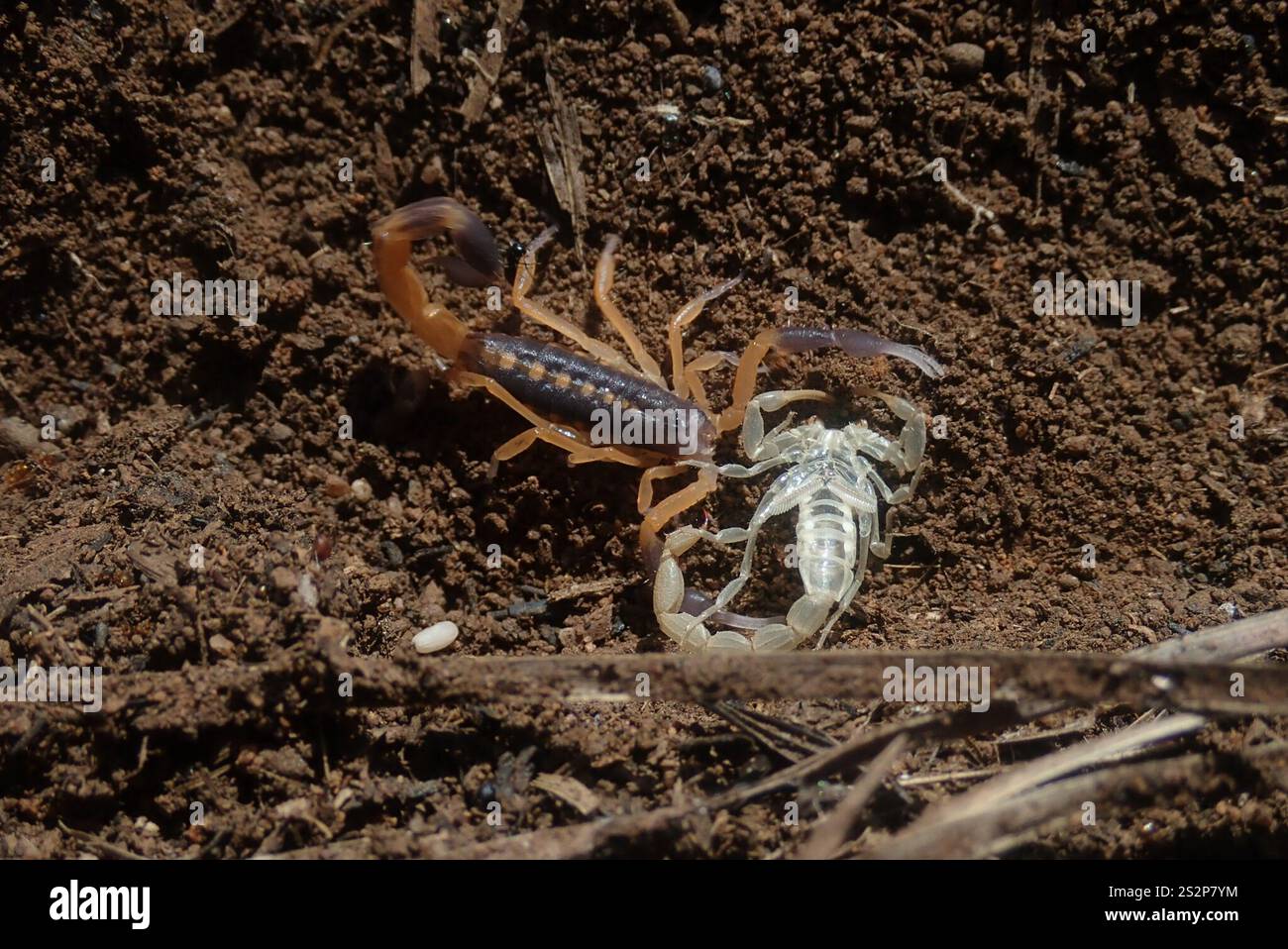 Highveld Lesser-Thicktail Scorpion (Uroplectes triangulifer Stock Photo ...