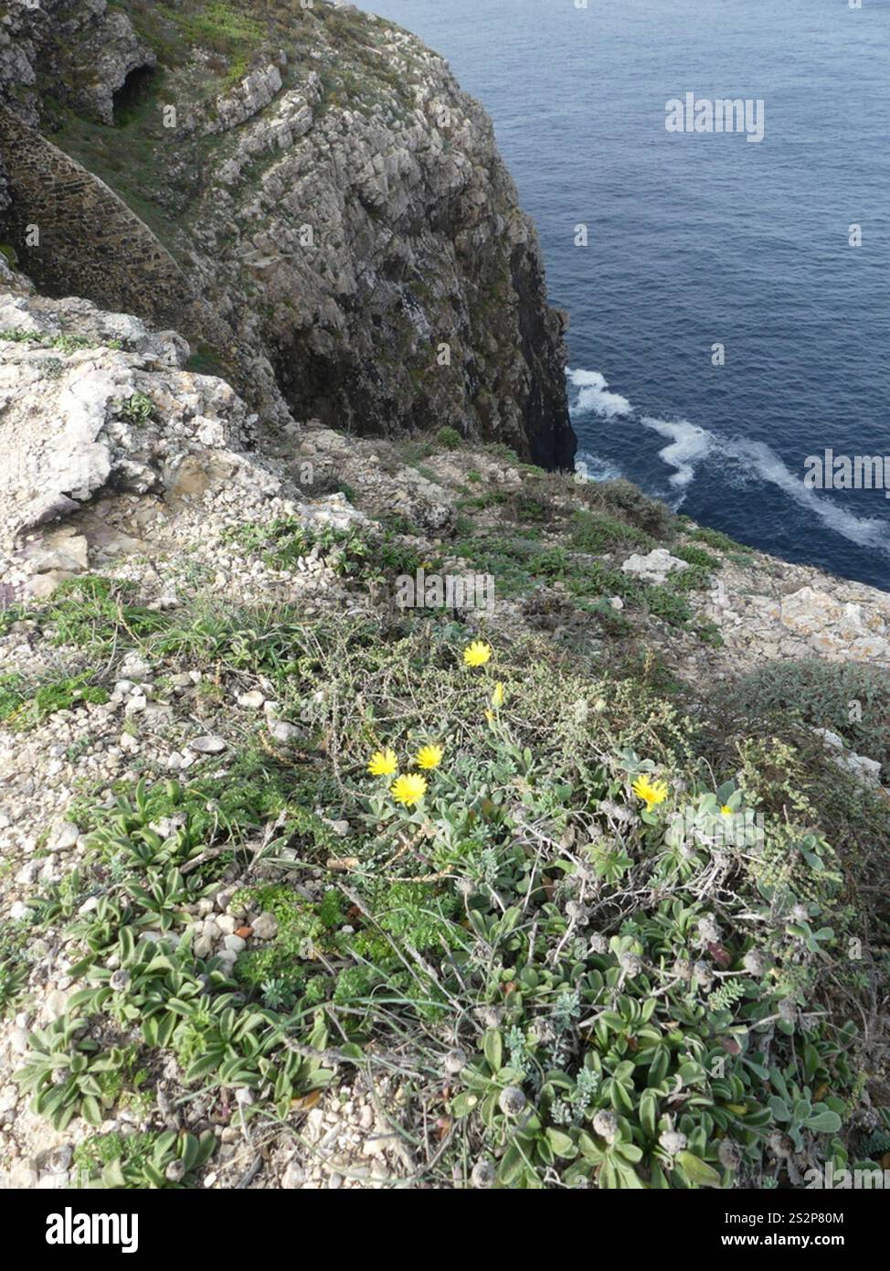 Sea Marigold (Calendula suffruticosa Stock Photo - Alamy