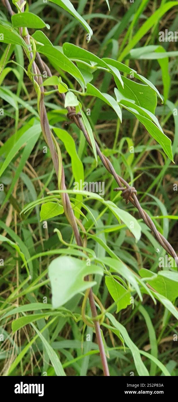 wonga vine (Pandorea pandorana Stock Photo - Alamy