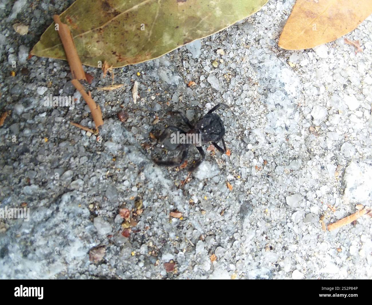 Bee Assassins (Apiomerus Stock Photo - Alamy
